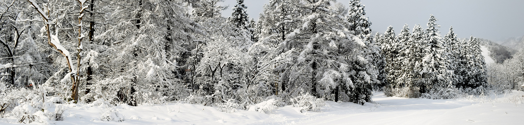 Seki Onsen Daily Snow Report & Weather Forecast - SnowPak